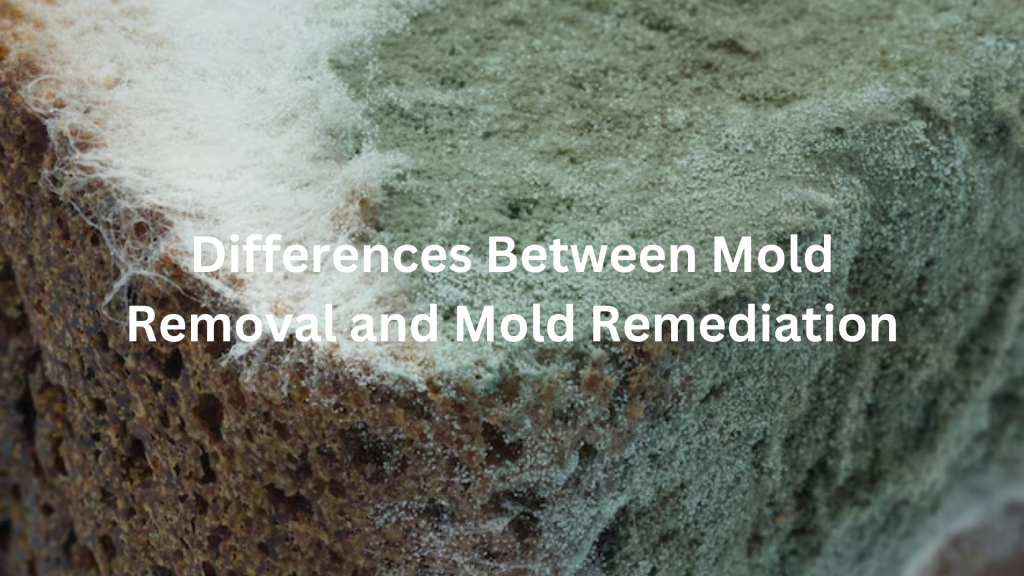 Mold Removal vs. Mold Remediation: The Difference and Which Do You Need?